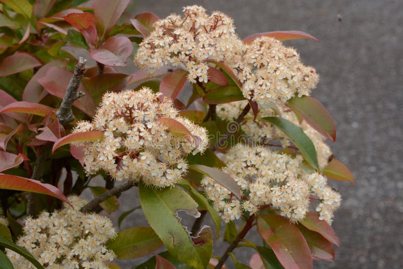 Red robin blossoms stock image. Image of hedge, closeup - 146869125