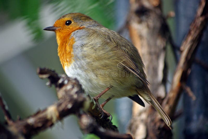 Red Robin stock photo. Image of beautiful, wings, wing - 52430504