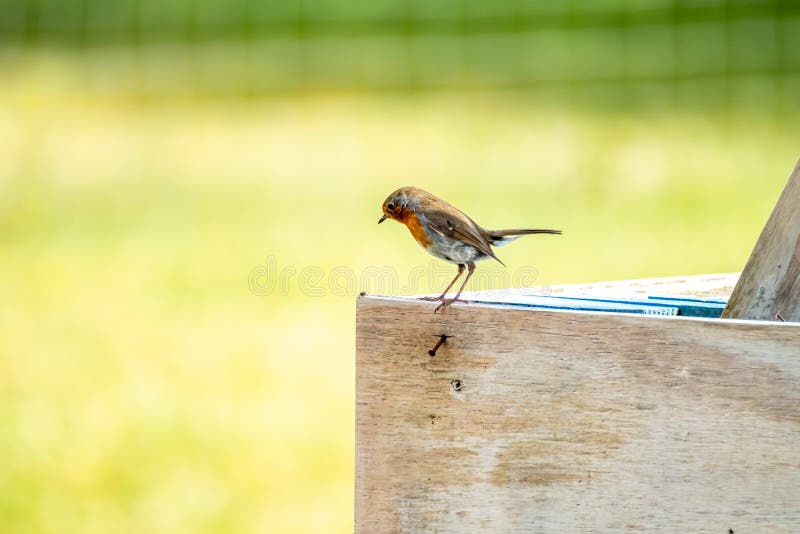 Red Robin, Red Breast Bird Visiting a Garden in Ireland Stock Image ...