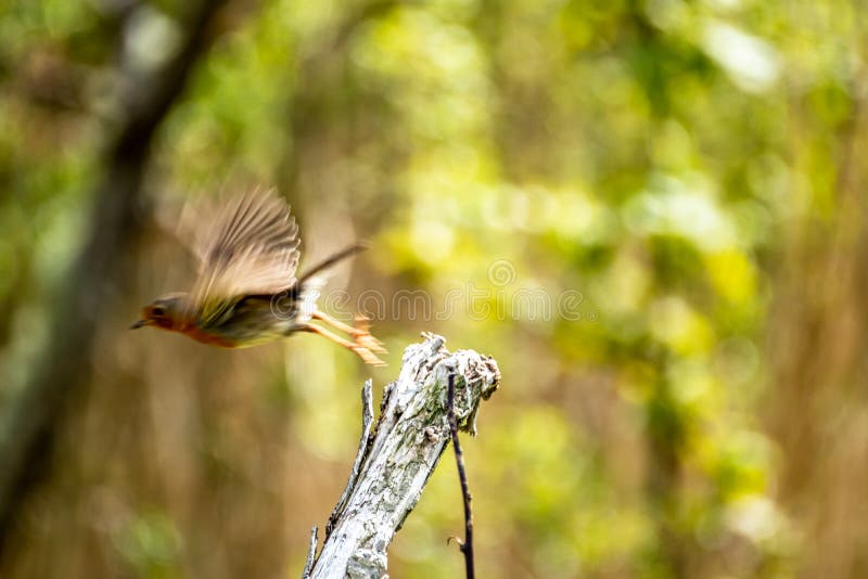 Red Robin, Red Breast Bird Visiting a Garden in Ireland Stock Photo ...