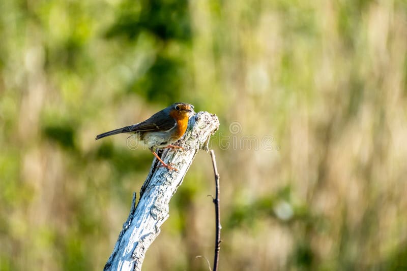 Red Robin, Red Breast Bird Visiting a Garden in Ireland Stock Photo ...
