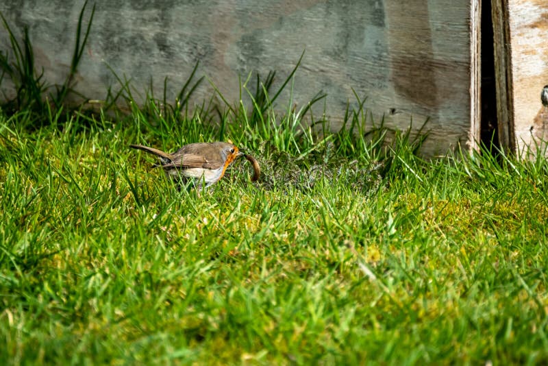 Red Robin Catching Leather Jacket Grub in a Garden in Ireland Stock ...
