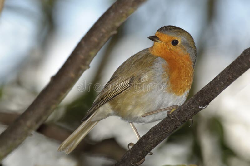 Red Robin on Diagonal Perch Stock Photo - Image of christmas, winter ...