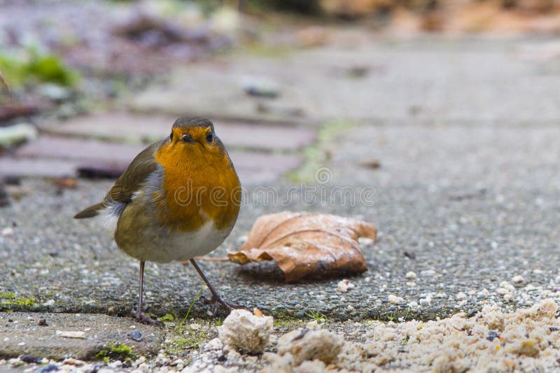 Red Robin stock image. Image of wings, natural, feeding - 91100031