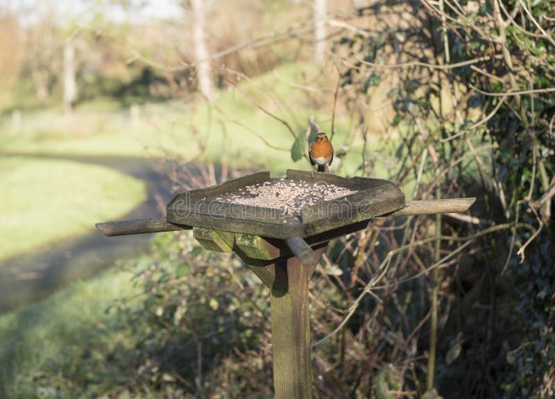 Red Robin Eating Seeds Off a Wooden Bird Table Stock Image - Image of ...