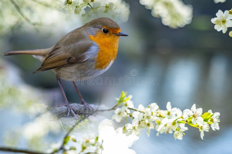 Red Robin Erithacus Rubecula Bird Stock Image - Image of animal ...