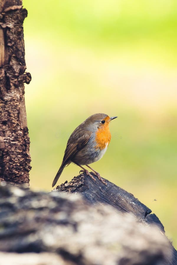 Red Robin (Erithacus Rubecula) Birds Close Up in a Forest Stock Image ...