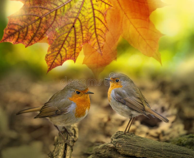 Red Robin Erithacus Rubecula Birds Close Up Stock Photo - Image of ...