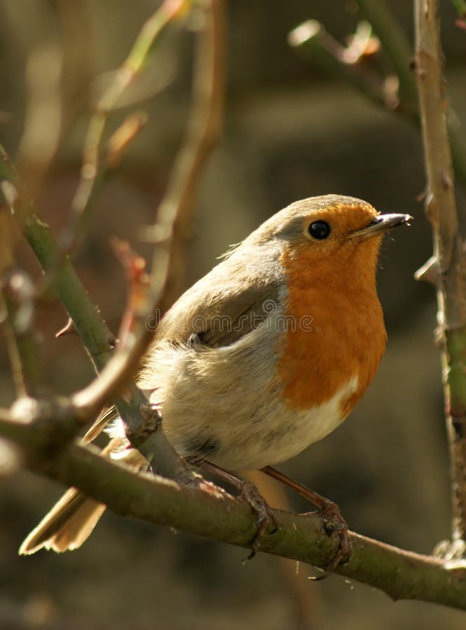 Red Robin ( Erithacus Rubecula) in Roses Stock Image - Image of ...