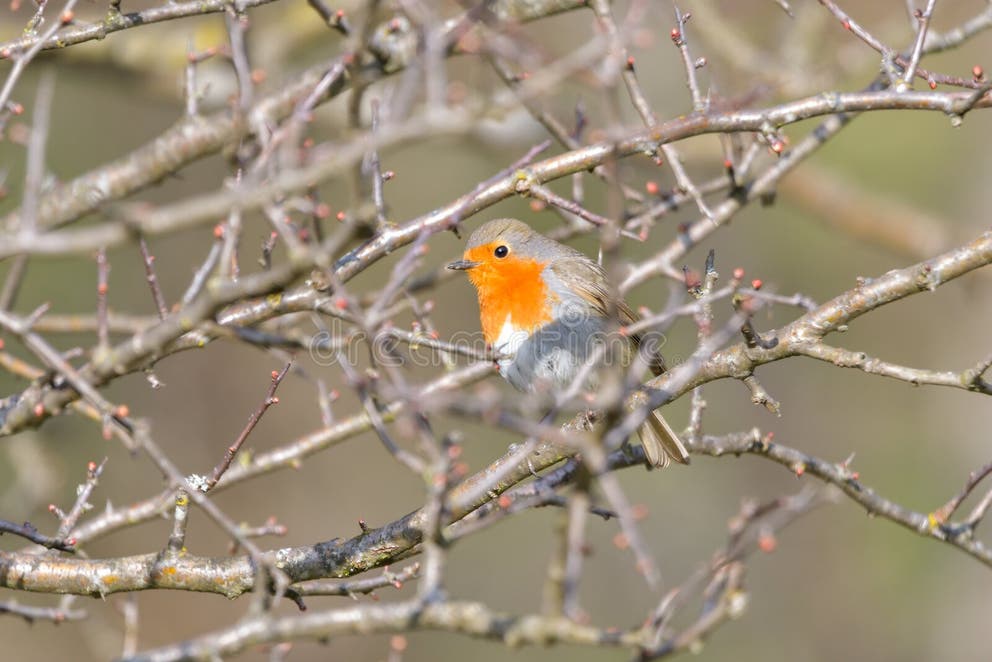 A Red Robin Erithacus Rubecula in between White Fruit Blossom As a ...