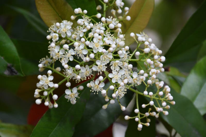 Red robin flowers stock image. Image of leaves, hedge - 114587269