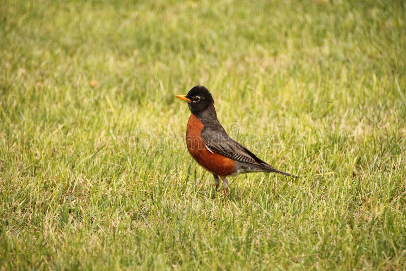 Red Robin with a Fluffy Head in Grass Stock Photo - Image of robins ...