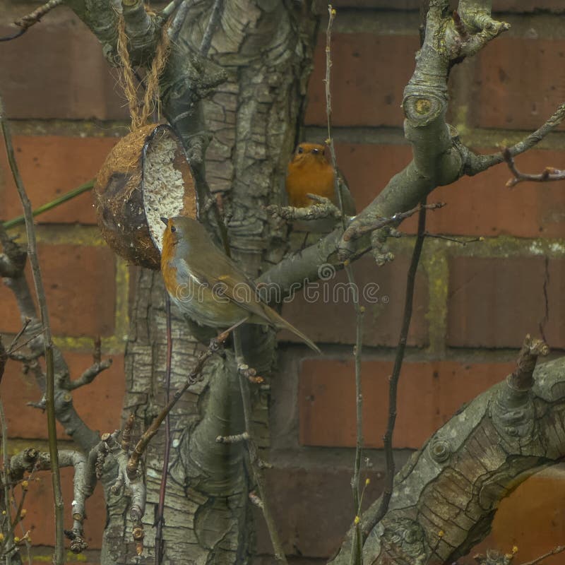 Red Robin Flying Near a Coconut Stock Photo - Image of robin, coconut ...