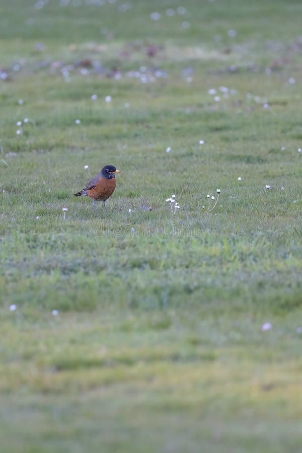 Red Robin Hopping Around on Some Grass Stock Image - Image of head ...
