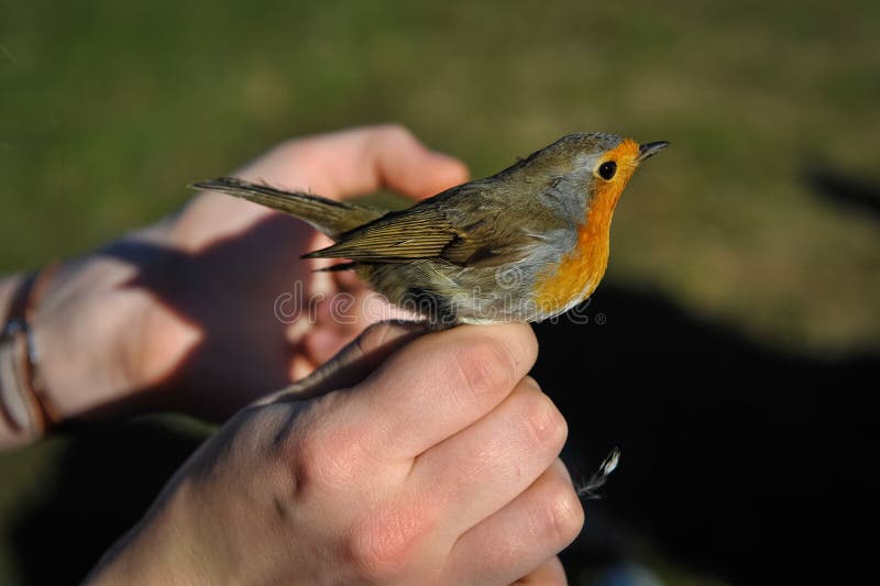 Red Robin in the Human Hands Stock Photo - Image of animal, freedom ...