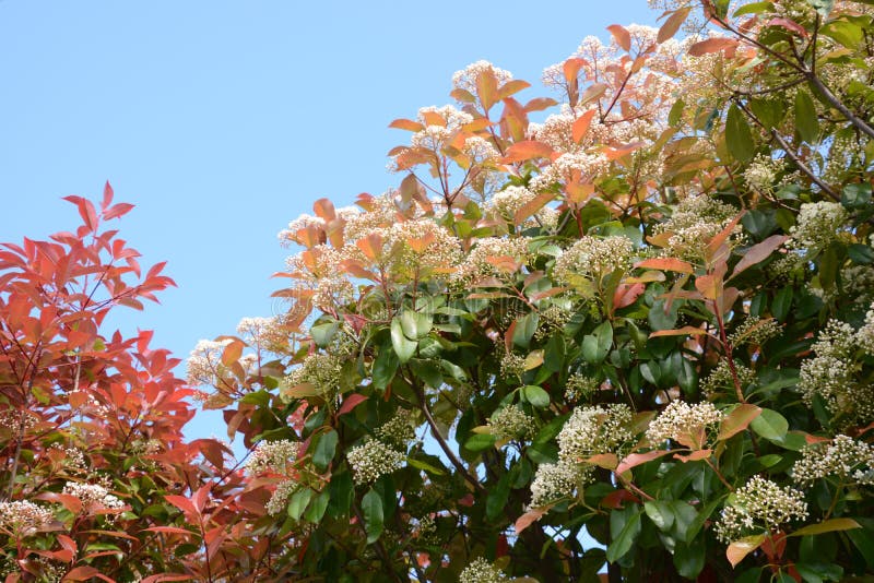 Red robin blossoms stock photo. Image of blooming, beauty - 145897332