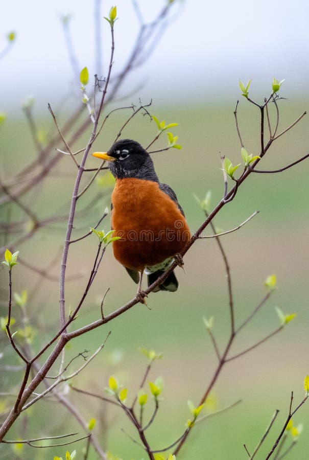 Red Robin Perched on Twig of Shrub Stock Photo - Image of shrub, yellow ...