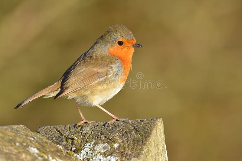 Red robin on post in woods stock image. Image of avian - 368918125