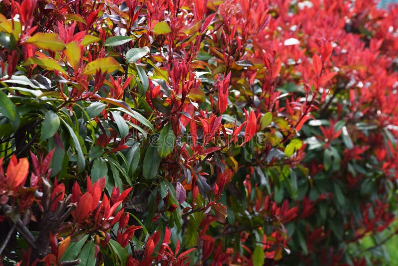 Red robin stock photo. Image of closeup, beautiful, garden - 113264342