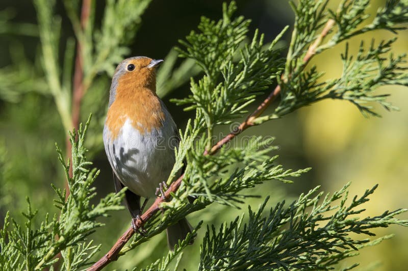 Red Robin Enjoying the Autumn Sun Stock Photo - Image of eater, worms ...