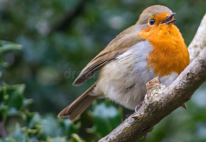 Robin Singing among Beech Leaves in Spring Stock Image - Image of beech ...