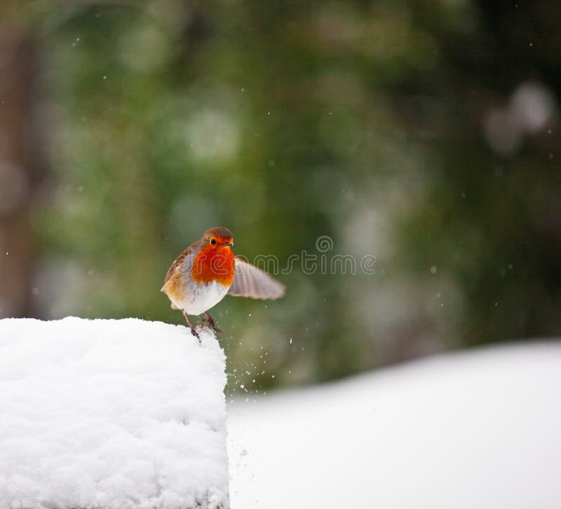 Red Robin in the Snow with Outstretched Wing Stock Photo - Image of ...