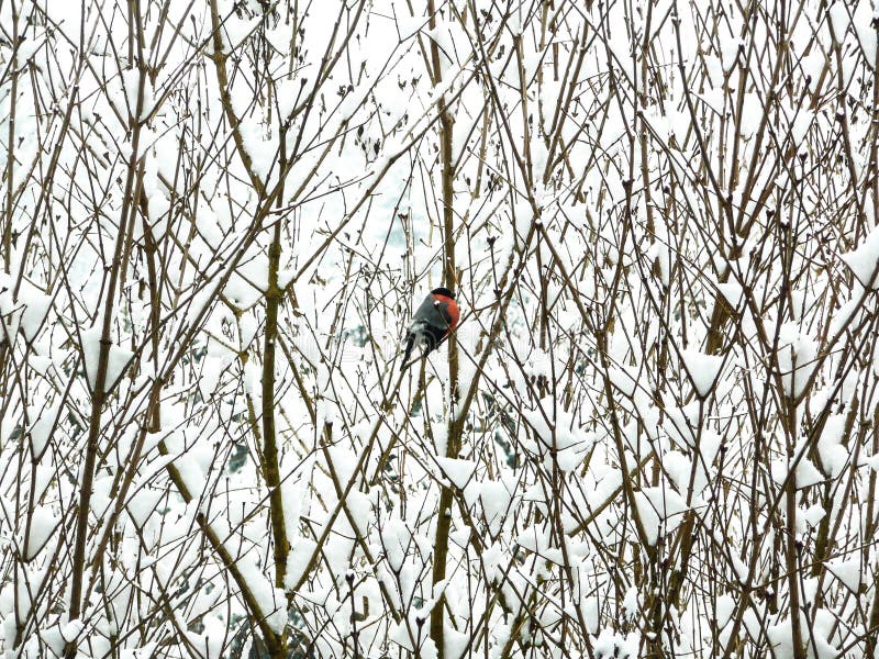 Red Robin in the Snow stock photo. Image of winter, card - 43446934