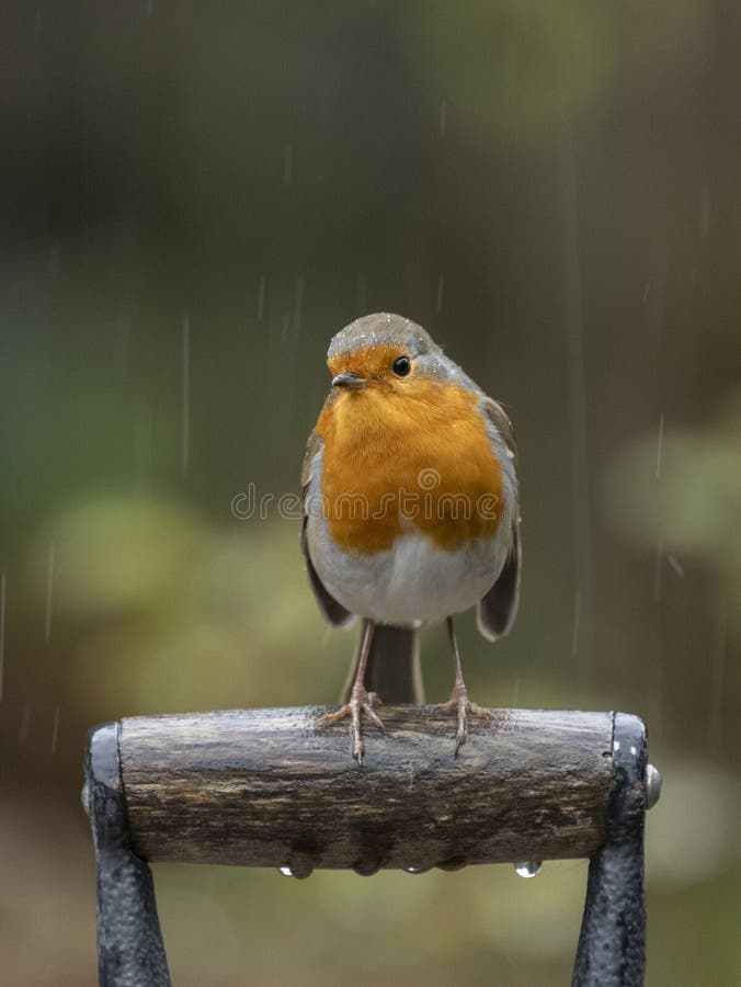 Red Robin on a Spade Handle in the Rain Stock Photo - Image of robin ...
