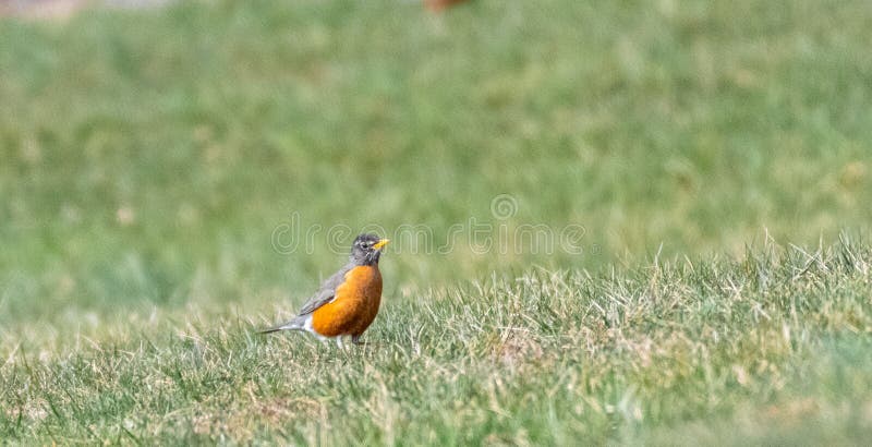 Red Robin Standing in Green Grass Stock Photo - Image of finch, green ...
