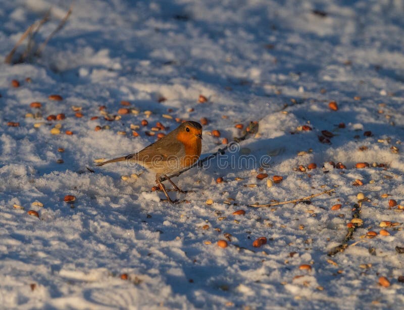 A Red Robin is Standing on Snow Covered Ground Near Corn Stock Image ...