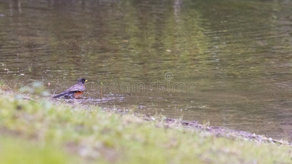 Red Robin Taking a Bath in Pond Stock Image - Image of swim, splash ...