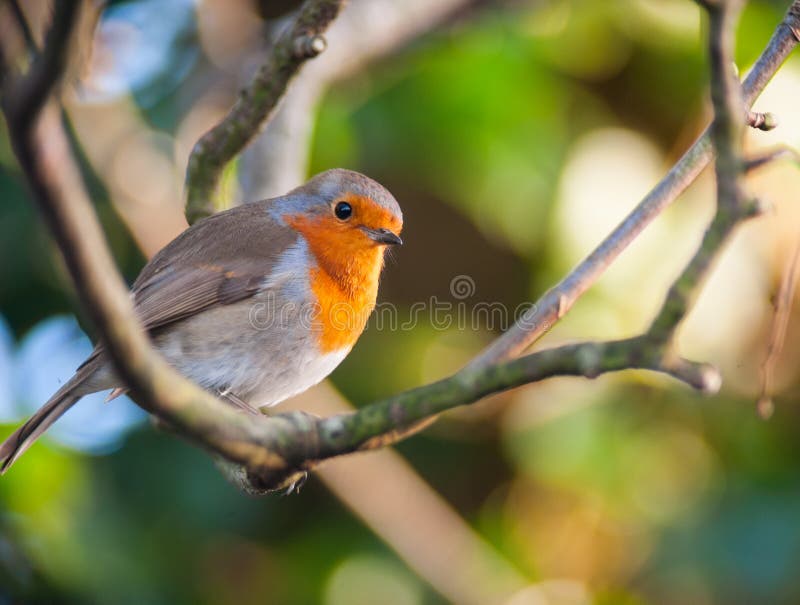 Red robin on a tree twig stock image. Image of redbreast - 61719279