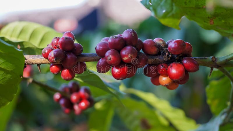 Red Robusta Coffee Fruits on a Coffee Tree Trunk Stock Image - Image of ...