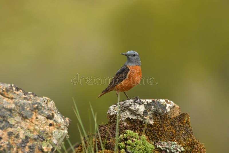 Red Rock Bird in the Mountain Stock Image - Image of field, carrion ...
