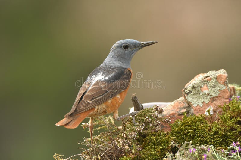 Red Rock Bird in the Mountain Stock Photo - Image of mamiferos, avila ...
