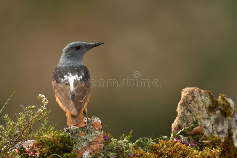 Red Rock Bird in the Mountain in Spring Stock Photo - Image of mountain ...