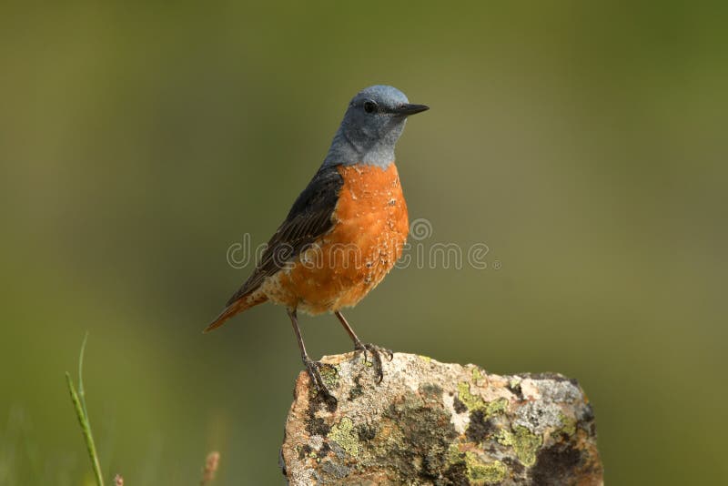 The red rock bird stock photo. Image of gredos, field - 243141592