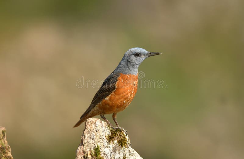 The red rock bird stock photo. Image of bird, goshawk - 243141608