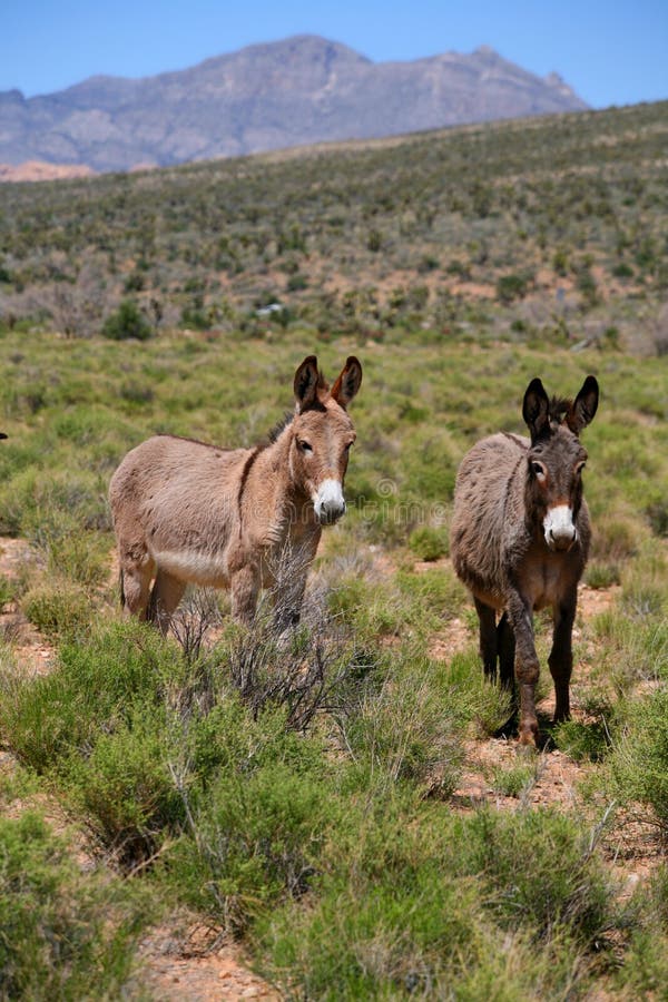 2+ Wild burros desert nevada Free Stock Photos - StockFreeImages