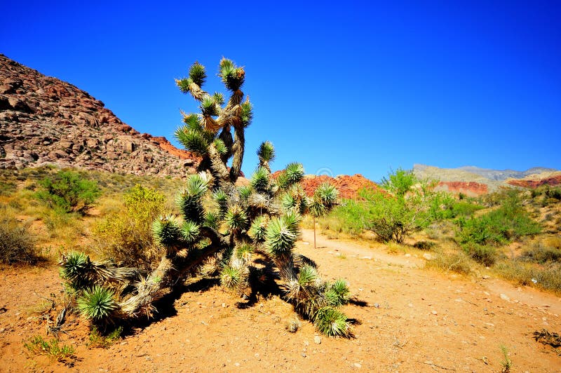 Red Rock Canyon Yucca tree stock image. Image of mountains - 16723575