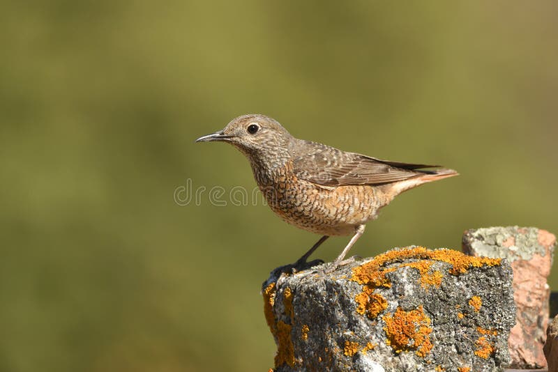 Red Rock Chick on the Stone Observing the Territory Stock Image - Image ...
