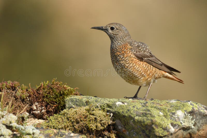Red Rock Chick on the Stone Observing the Territory Stock Image - Image ...