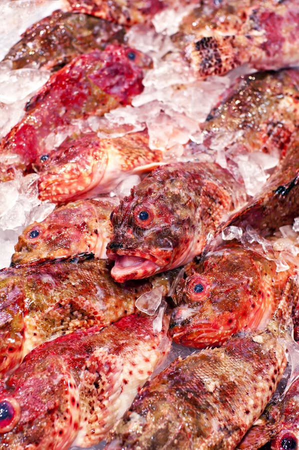 Red Rock Cod stock image. Image of disposal, silver, redfish - 16759435