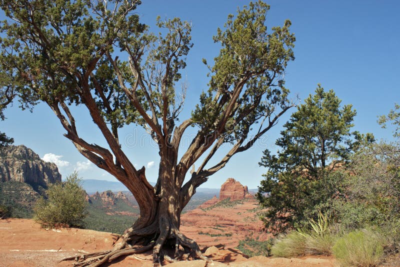 Red Rock Country Juniper stock photo. Image of sedona - 22584450
