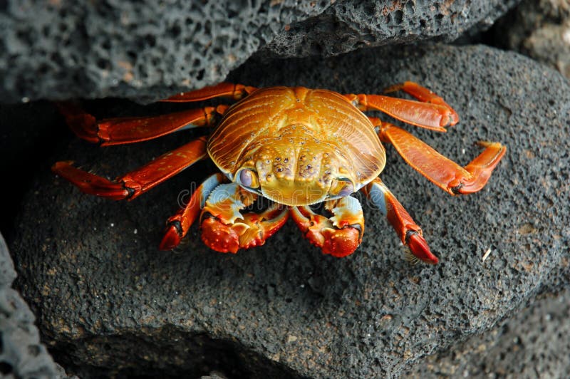 Red rock crab. stock image. Image of park, ocean, black - 21900823