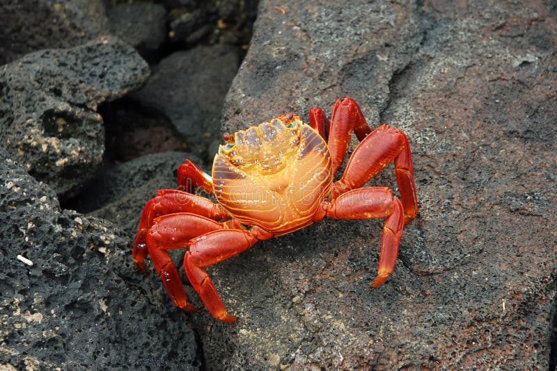 Red rock crab. stock photo. Image of pacific, stone, ecuador - 12161886