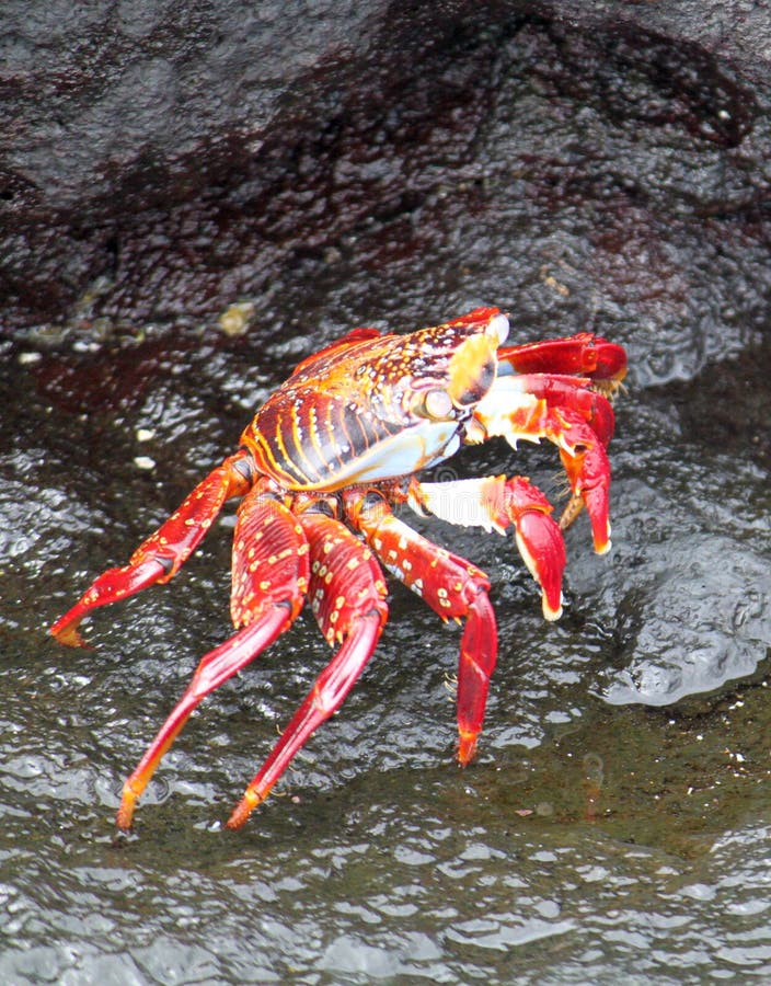 Red Rock Crab in the Galapagos, Ecuador Stock Photo - Image of cliff ...