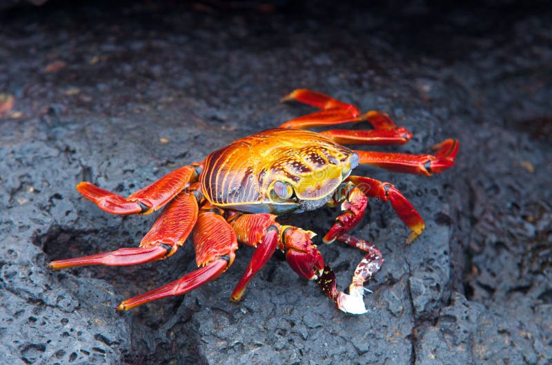 Red rock crab stock photo. Image of crab, rock, latin - 32646746