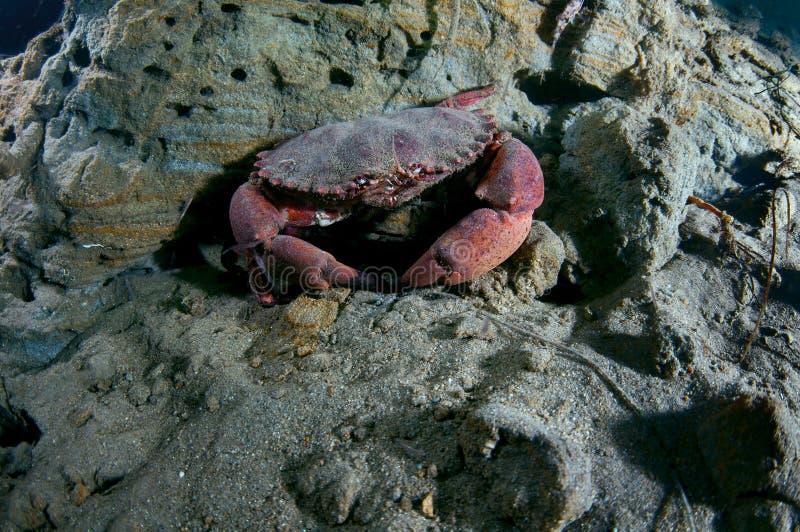 Red Rock Crab stock photo. Image of underwater, sandy - 58181756