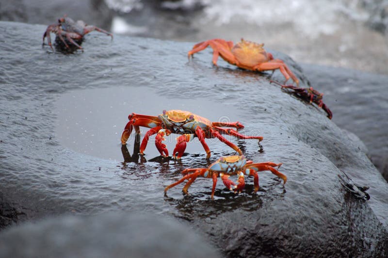 Red Rock Crab, Galapagos Islands, Ecuador Stock Photo - Image of south ...